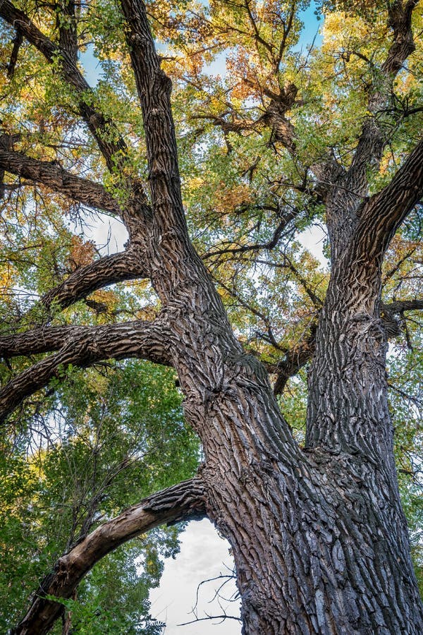Riesiger Pappelbaum Mit Herbstlaub Stockbild - Bild von beschaffenheit ...