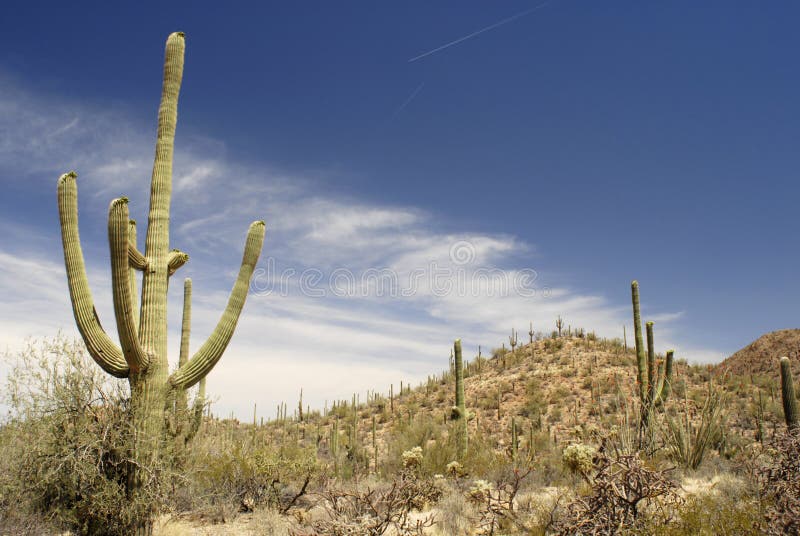 15,741 Kaktuswald Stock Fotos - Freie & Royalty-Free Stock Fotos von Dreamstime