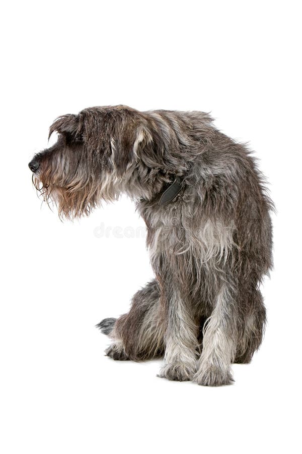 Hund (irischer Wolfshund) stockfoto. Bild von grau, jagdhund - 33212464