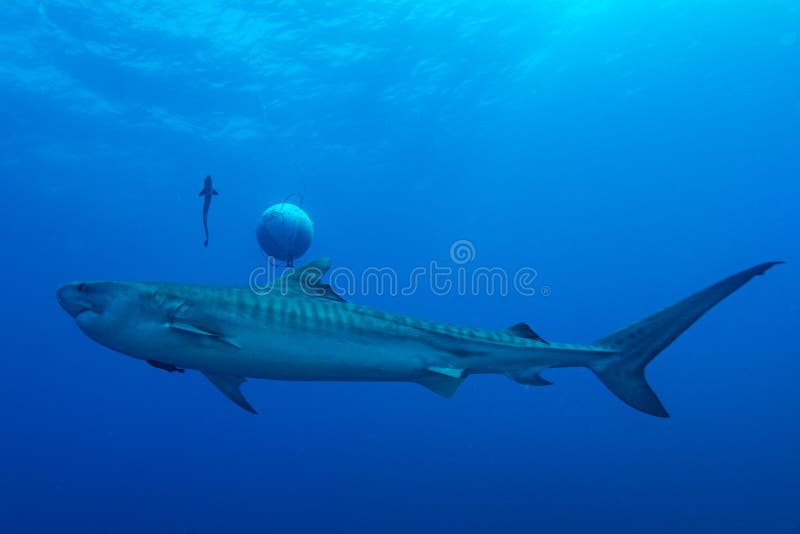 Riesiger Tigerhai stockbild. Bild von erfahrung, tabby - 72032801