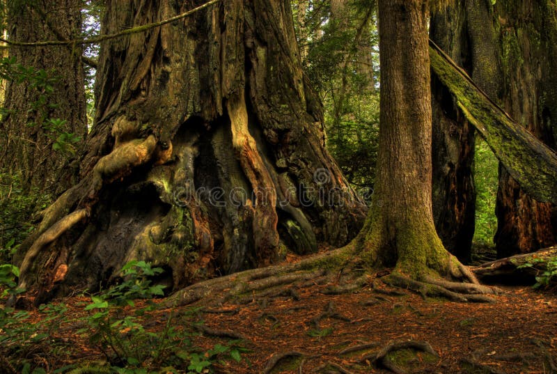 Riesiges Rotholz in Einem Wald. Stockbild - Bild von rothölzer, waldung ...