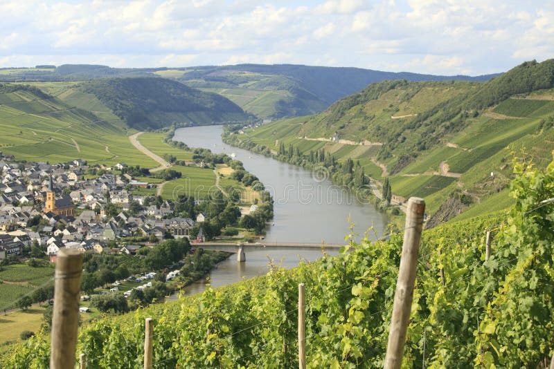 Riesling vineyard on Mosel stock image. Image of german - 26153089