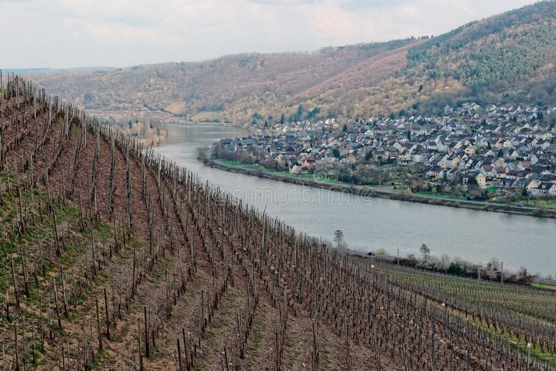 Riesling Vineyards on Moselle River Stock Image - Image of view, sunny ...