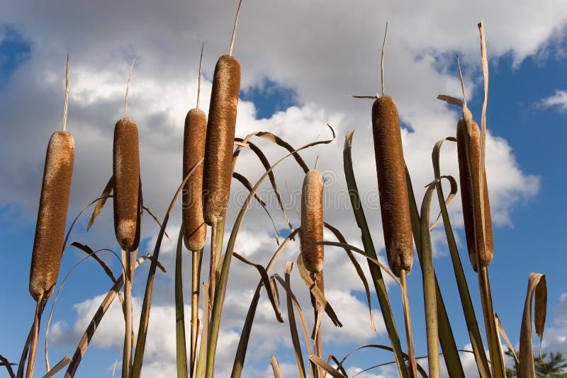 Riet 02 van de aard stock foto. Image of riet, gouden, hemel - 333502