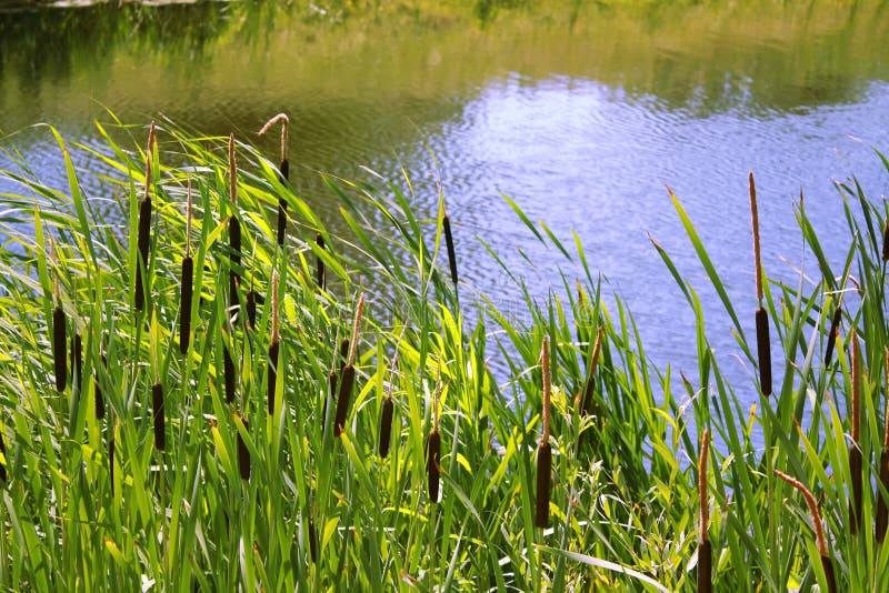 Riet stock afbeelding. Image of milieu, gebladerte, groen - 10130995