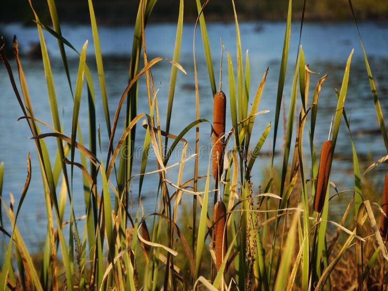 Riet stock foto. Image of sluit, botanisch, flora, rust - 106552698