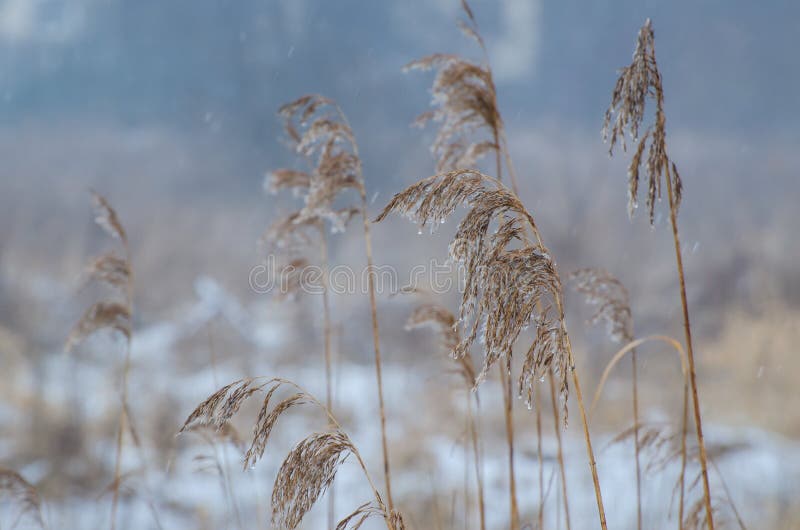Riet stock afbeelding. Image of grond, gebied, achtergrond - 111915255