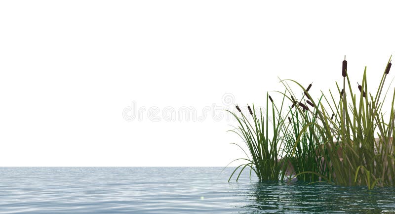 Riet stock illustratie. Illustration of riet, meer, vreedzaam - 2872206