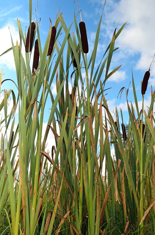 Riet stock afbeelding. Image of milieu, rust, tafereel - 30638349