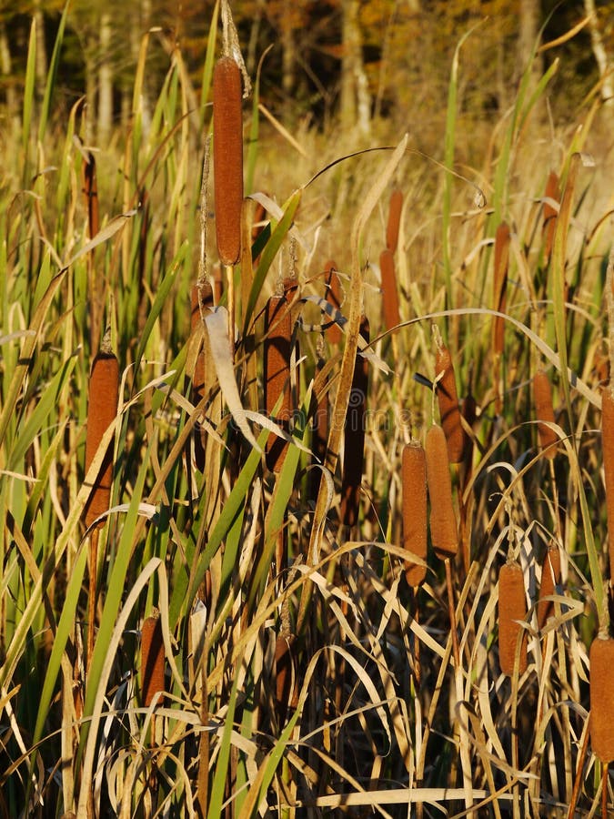 Riet stock afbeelding. Image of flora, riet, bies, tafereel - 36575349