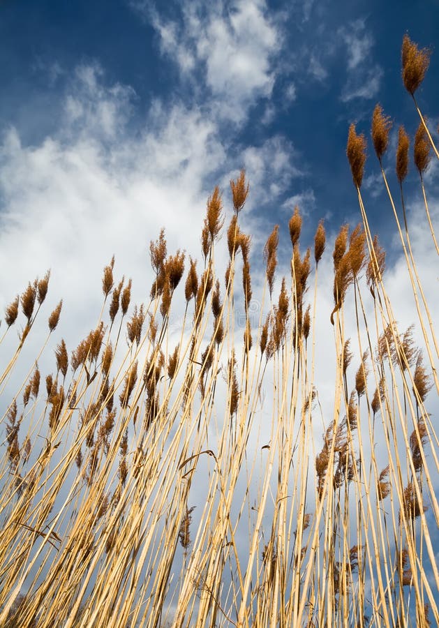Het Riet Buigt Door De Wind Bij De Rivier Hollandse IJssel Bij Nieu ...