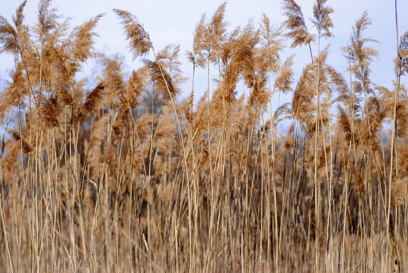 Riet stock afbeelding. Image of luchtschip, voel, industrie - 142672383