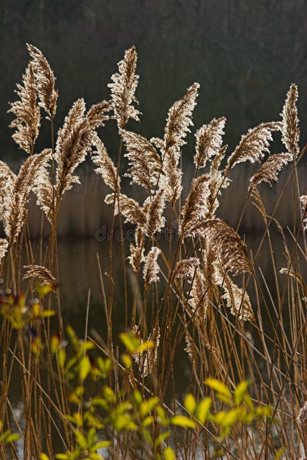 Riet stock afbeelding. Image of ontspanning, angstig, meer - 467223