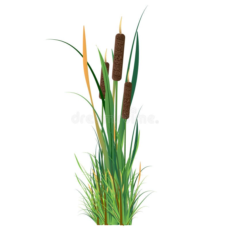 Riet vector illustratie. Illustration of botanisch, meer - 52607089