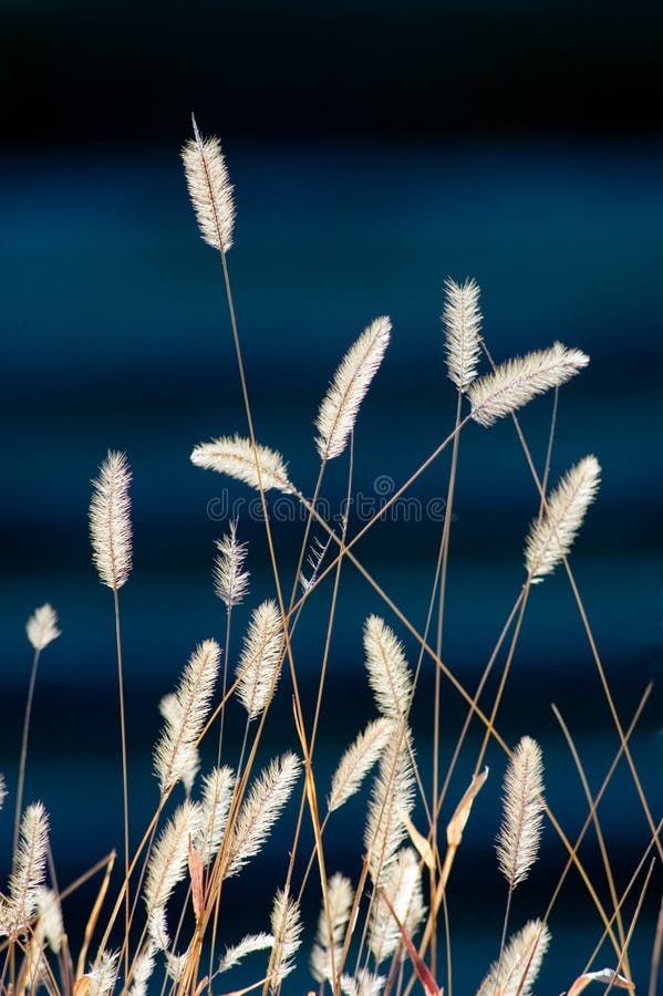 Riet stock foto. Image of avond, horsetten, meer, vers - 7337618
