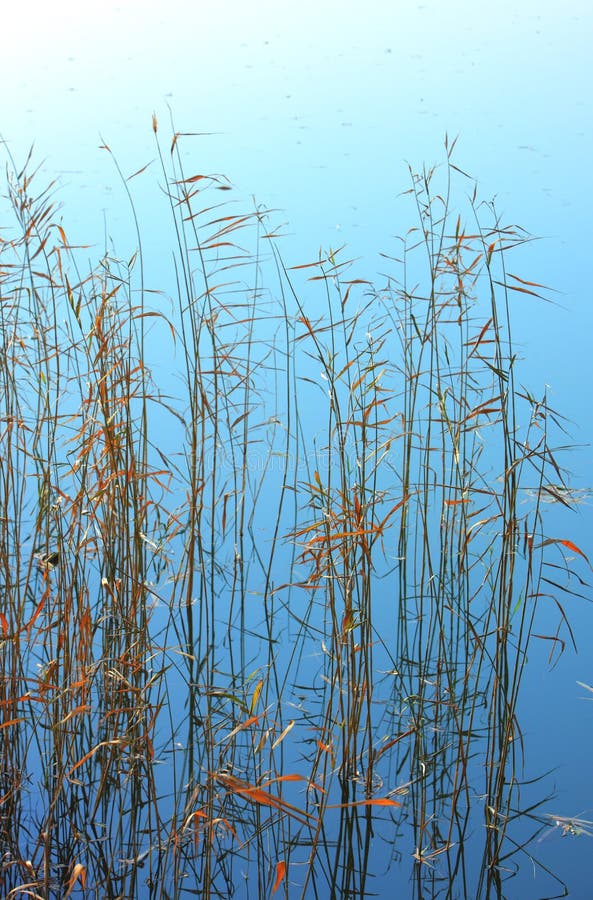 Riet stock foto. Image of kleur, geheugen, ontspanning - 102532714