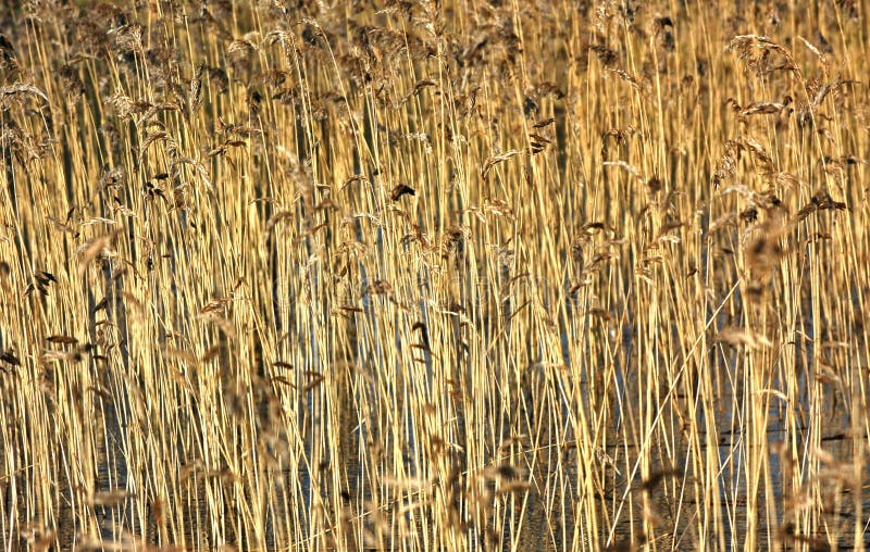Riet stock foto. Image of meer, versheid, droog, neiging - 9100580