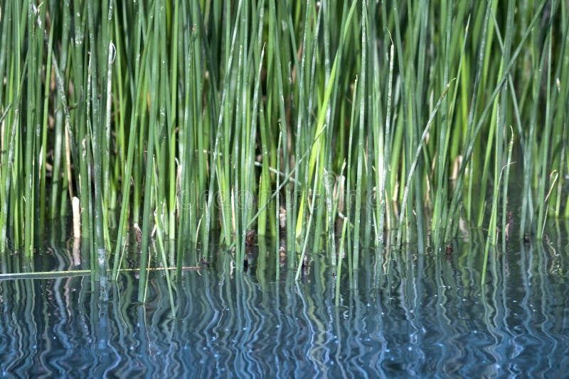 Rieten stock afbeelding. Image of moeras, gemeenschappelijk - 9838669