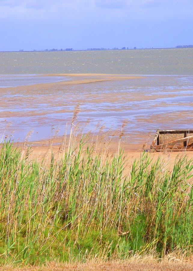 Riet bij Meer Albert stock foto. Image of murray, degradeer - 3967416