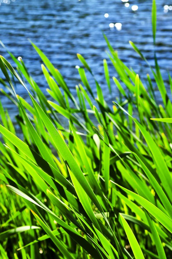 Riet bij waterrand stock foto. Image of bescherm, installaties - 5379918