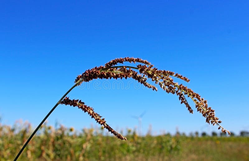Riet in bloei stock foto. Image of jilin, rood, bloem - 102120294