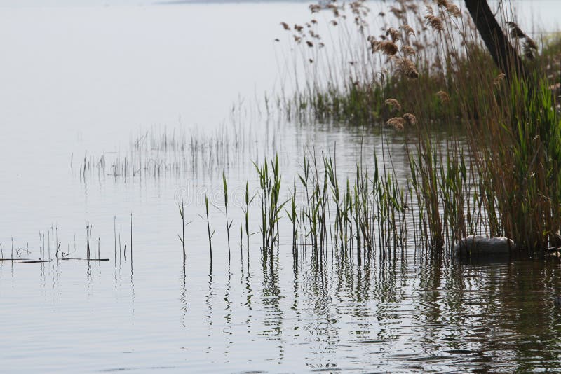 Riet dat in water groeit stock foto. Image of tuin, wolk - 127294110