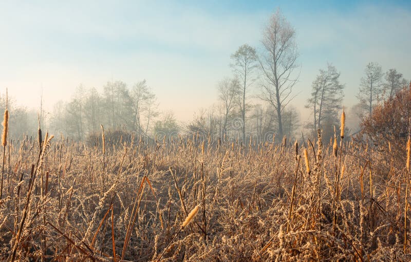 Riet in De Herfst Van De Moeras Vroege Ochtend Stock Foto - Image of ...