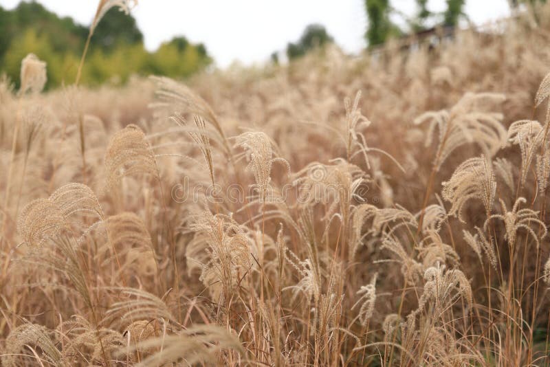 Riet in Het Najaar in De Wind in Een Moeras. Planten in Het Veld. Stock ...