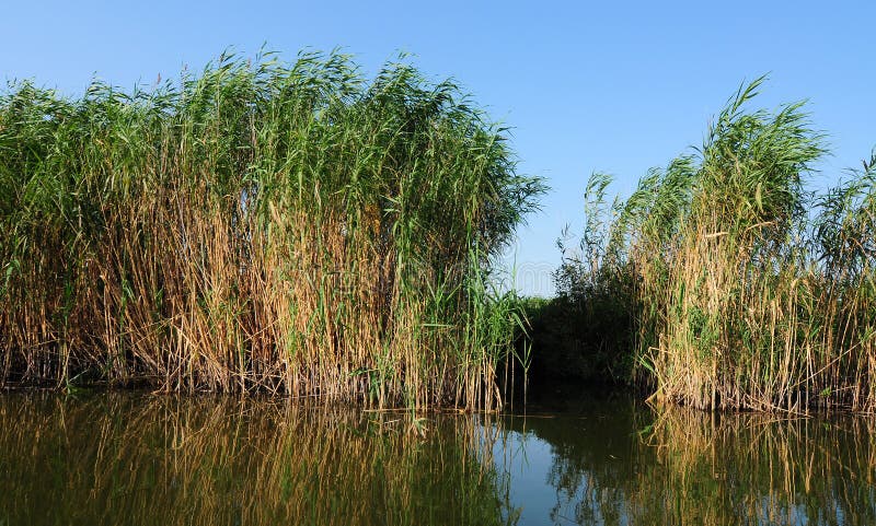 Riet stock afbeelding. Afbeelding bestaande uit gezicht - 142672383
