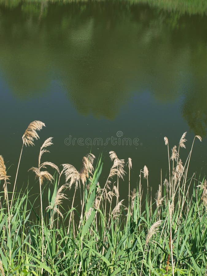 Riet dichtbij de rivier stock afbeelding. Image of landschap - 29804039