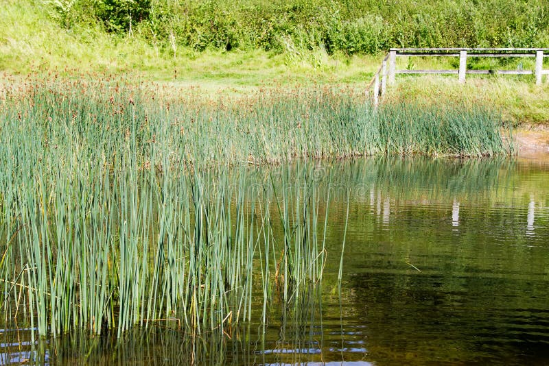 Riet Die in Een Vijver Groeien Stock Afbeelding - Image of achtergrond ...