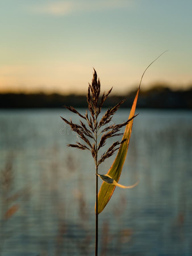 Riet in een meer stock afbeelding. Image of park, kleurrijk - 101848285