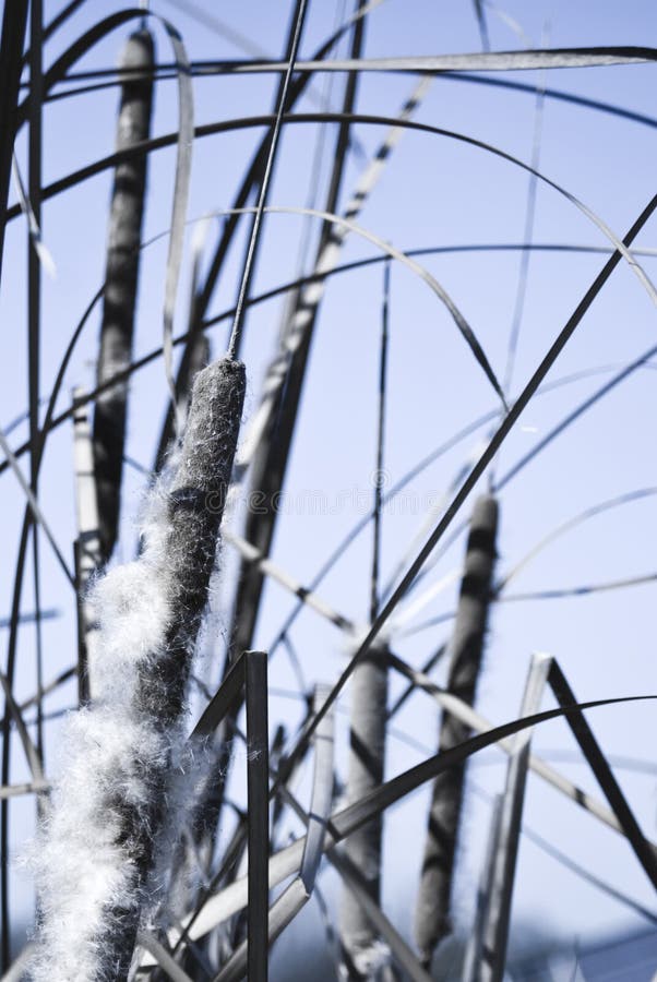 Cattails stock foto. Image of vijver, bies, moeras, moerasland - 12146366
