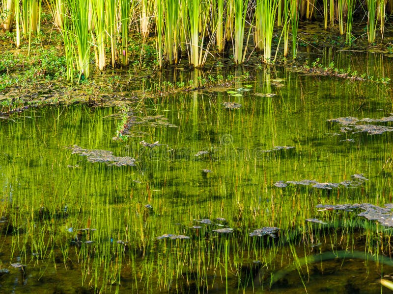Riet En De Bezinning in Water Stock Afbeelding - Image of mening ...