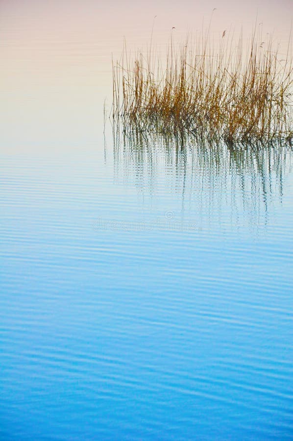 Riet en water stock afbeelding. Image of bloem, roze - 25850279