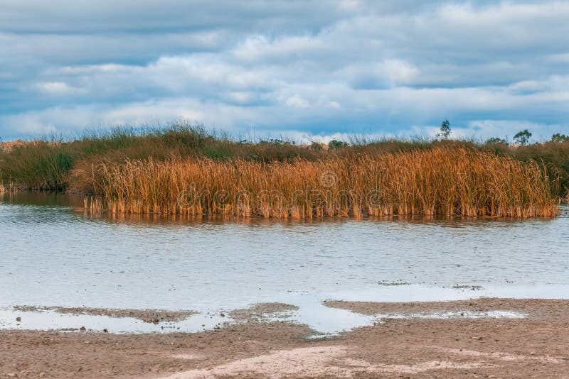 Groeiend riet van bovenaf stock foto. Image of gras - 180075216