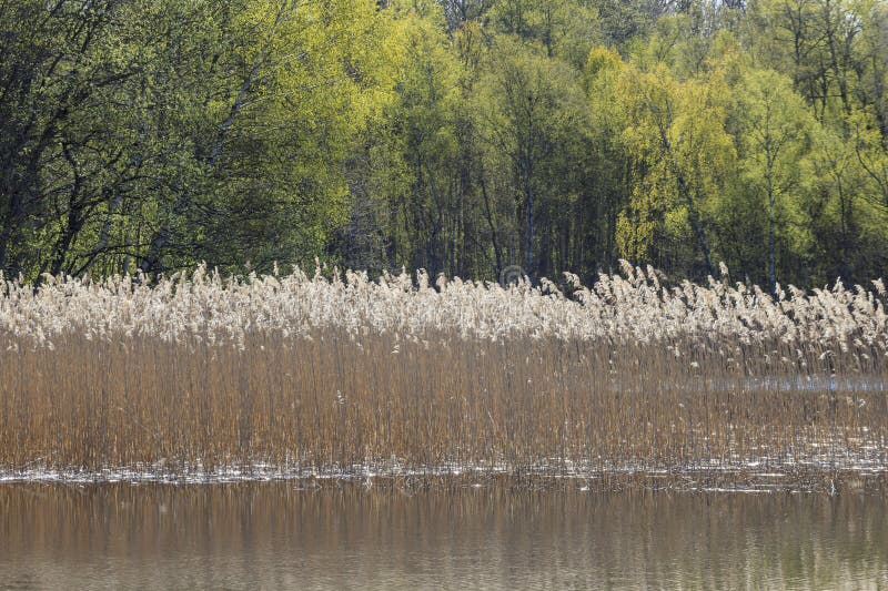 Riet in het meer stock afbeelding. Image of riet, lente - 28853831