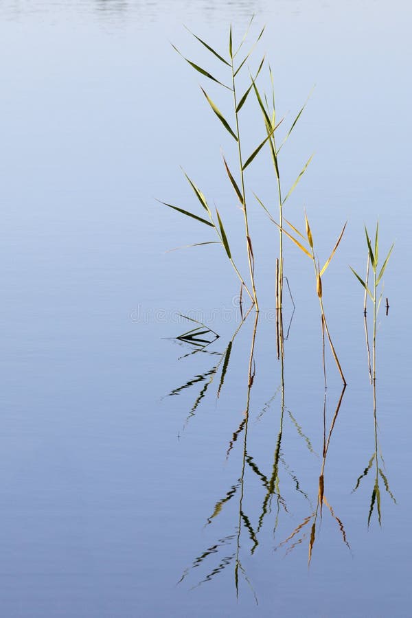 Riet in het water stock foto. Image of meren, bezinningen - 21908186