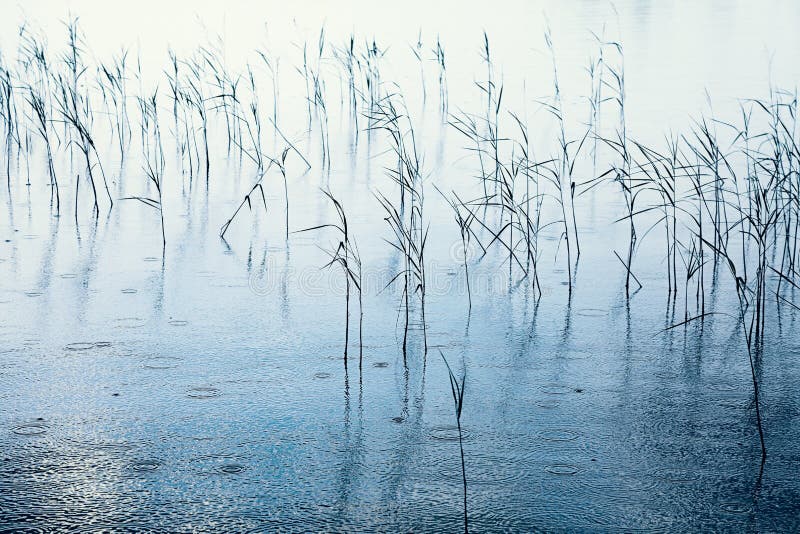 Riet in het water stock afbeelding. Image of zuiverheid - 63158305