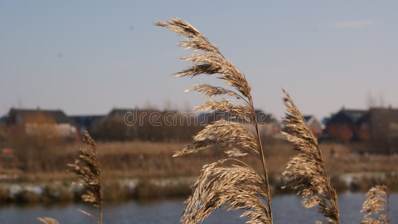 Riet stock photo. Image of riet, watee, plant, grows - 51762936