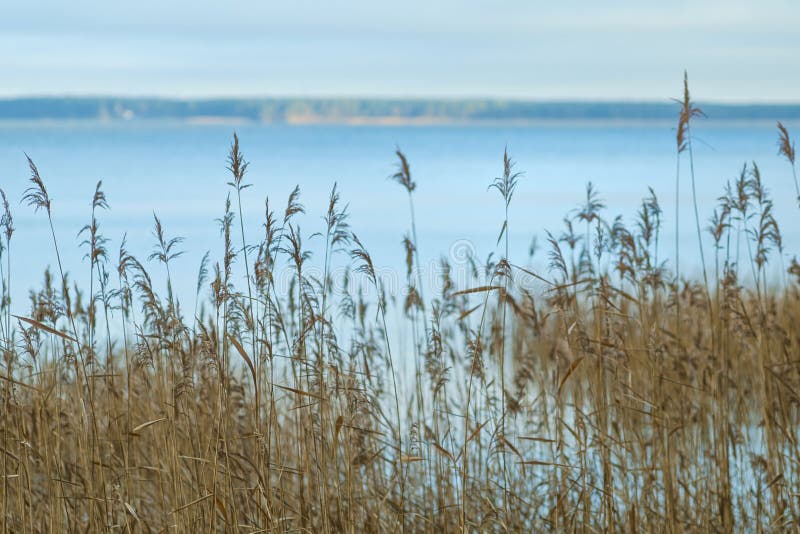 Droog riet op het meer stock afbeelding. Image of horizon - 171809793