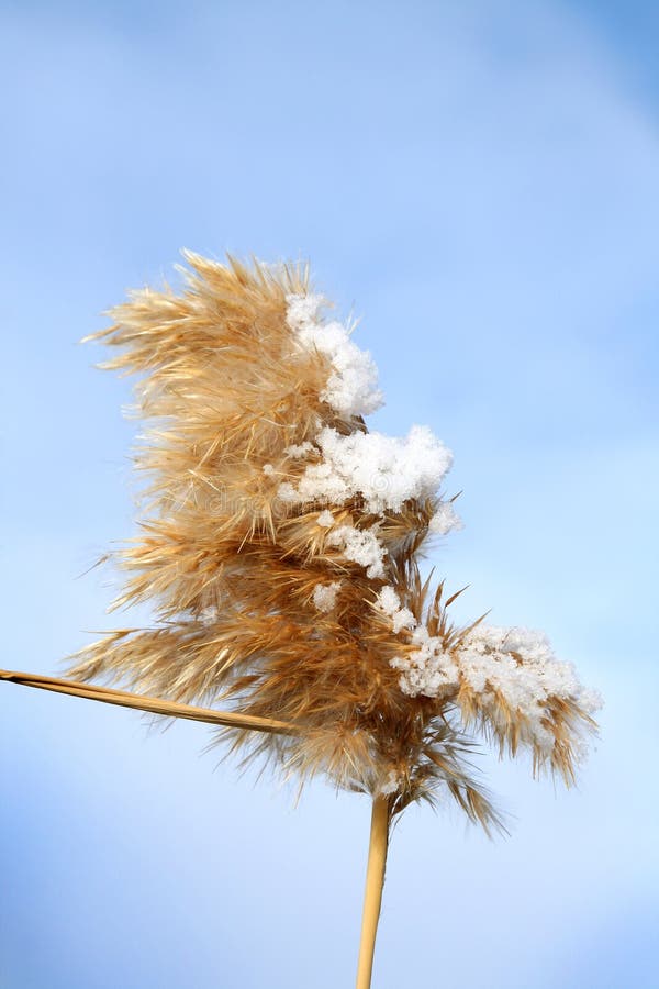 Riet in sneeuw stock foto. Image of stok, patroon, sluit - 4036844