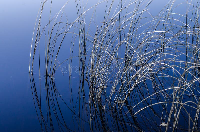 Riet in het water stock foto. Afbeelding bestaande uit rand - 21908186