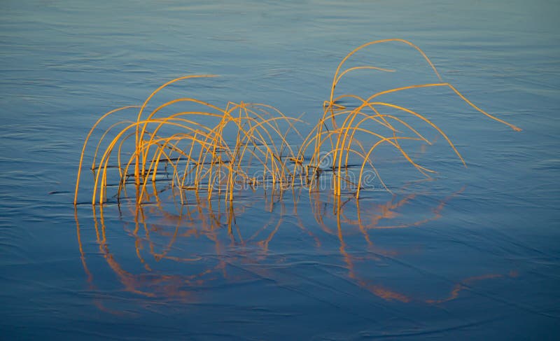 Riet stock afbeelding. Image of najaar, rivier, riet - 35999035