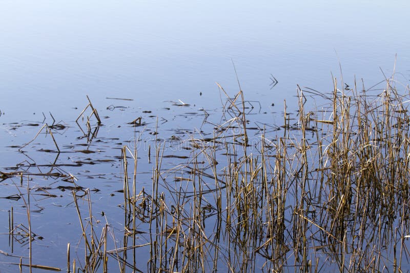 Riet in zout water stock afbeelding. Image of flora, lente - 24253881