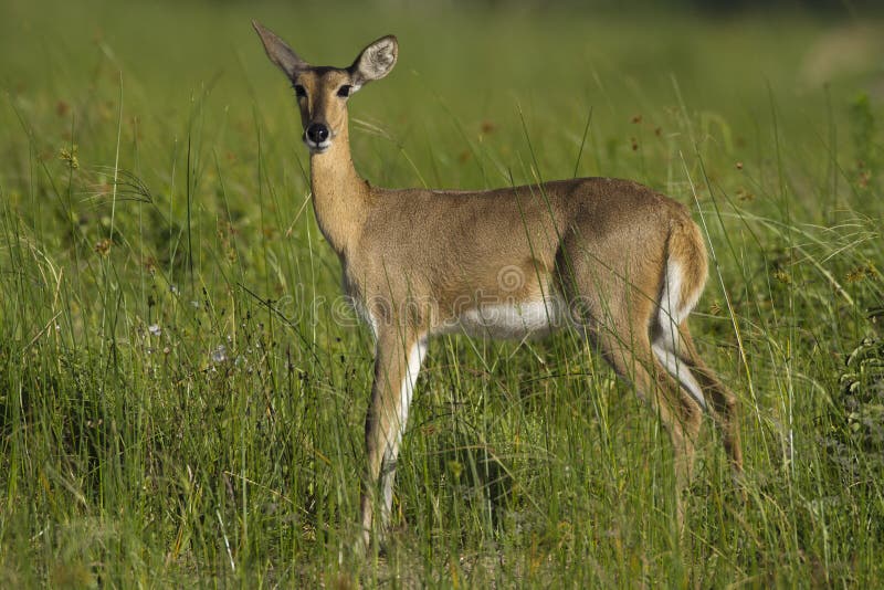 Rietbok stock afbeelding. Image of grazer, afrika, reis - 73654229