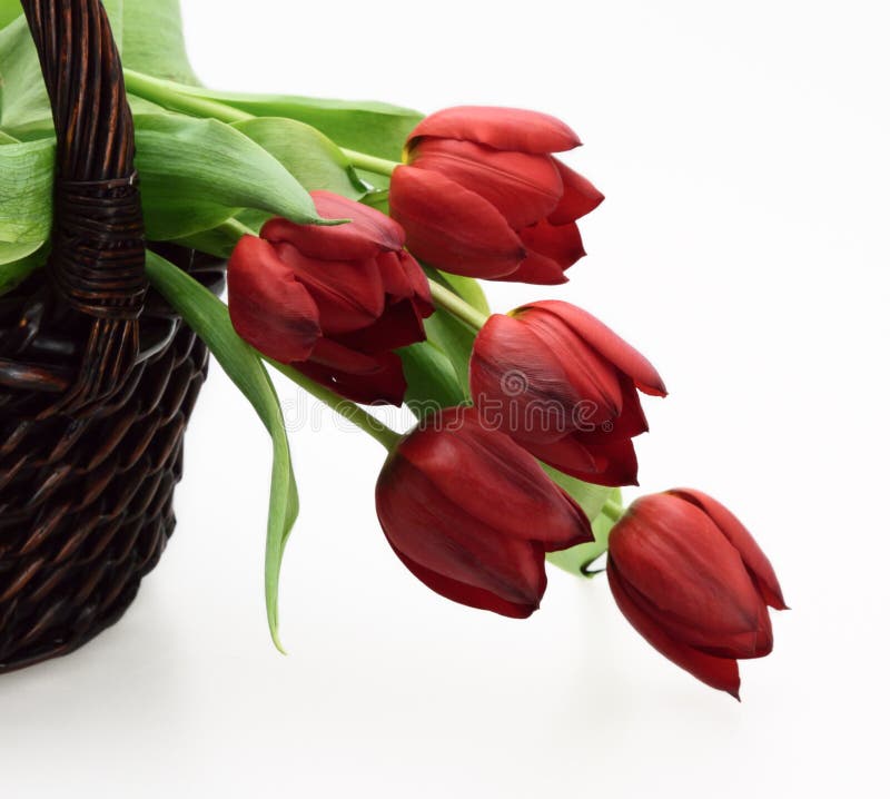 Manden Van Riet Met Rode Tulpen Stock Foto - Image of groen, rood: 4611962