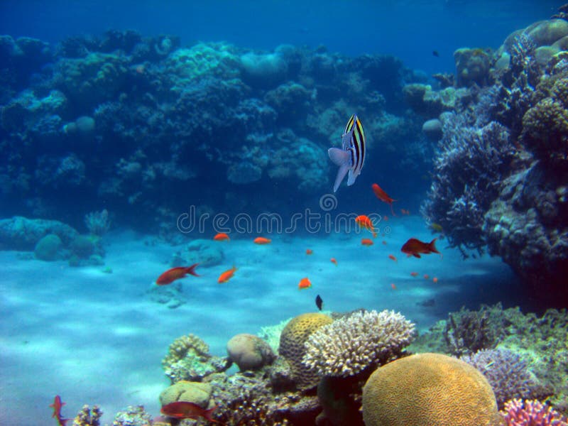Das Riff im Meer stockfoto. Bild von meer, riff - 56646380