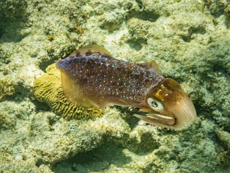 Riffkalmar stockfoto. Bild von auge, leben, tier, sturzflug - 48530512
