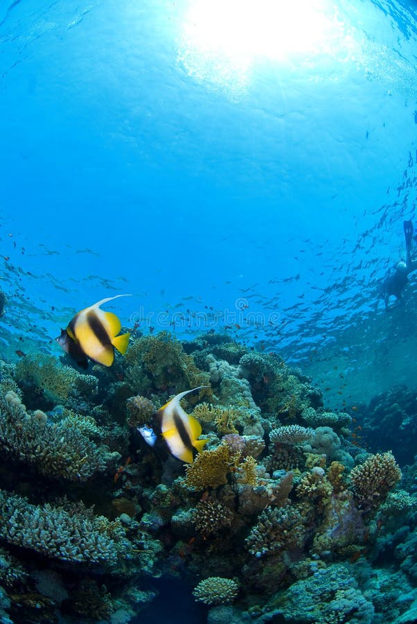 Rifffische auf Koralle stockfoto. Bild von unterwasseratemgerät - 3501334